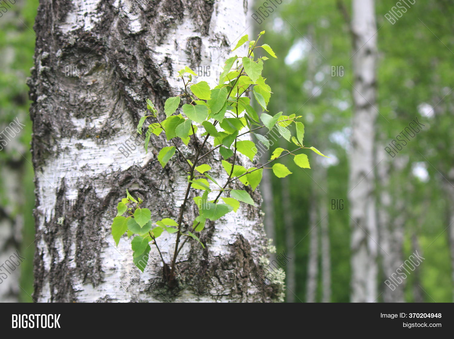 Beautiful Birch Trees Image & Photo (Free Trial) | Bigstock