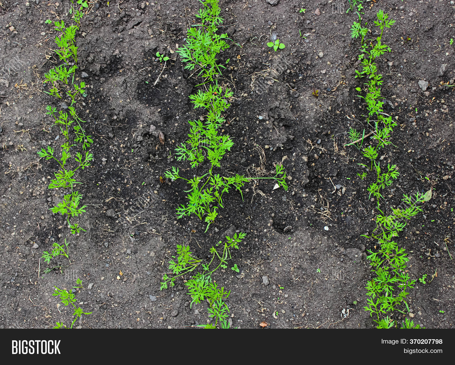 Young Green Shoots Image & Photo (Free Trial) | Bigstock