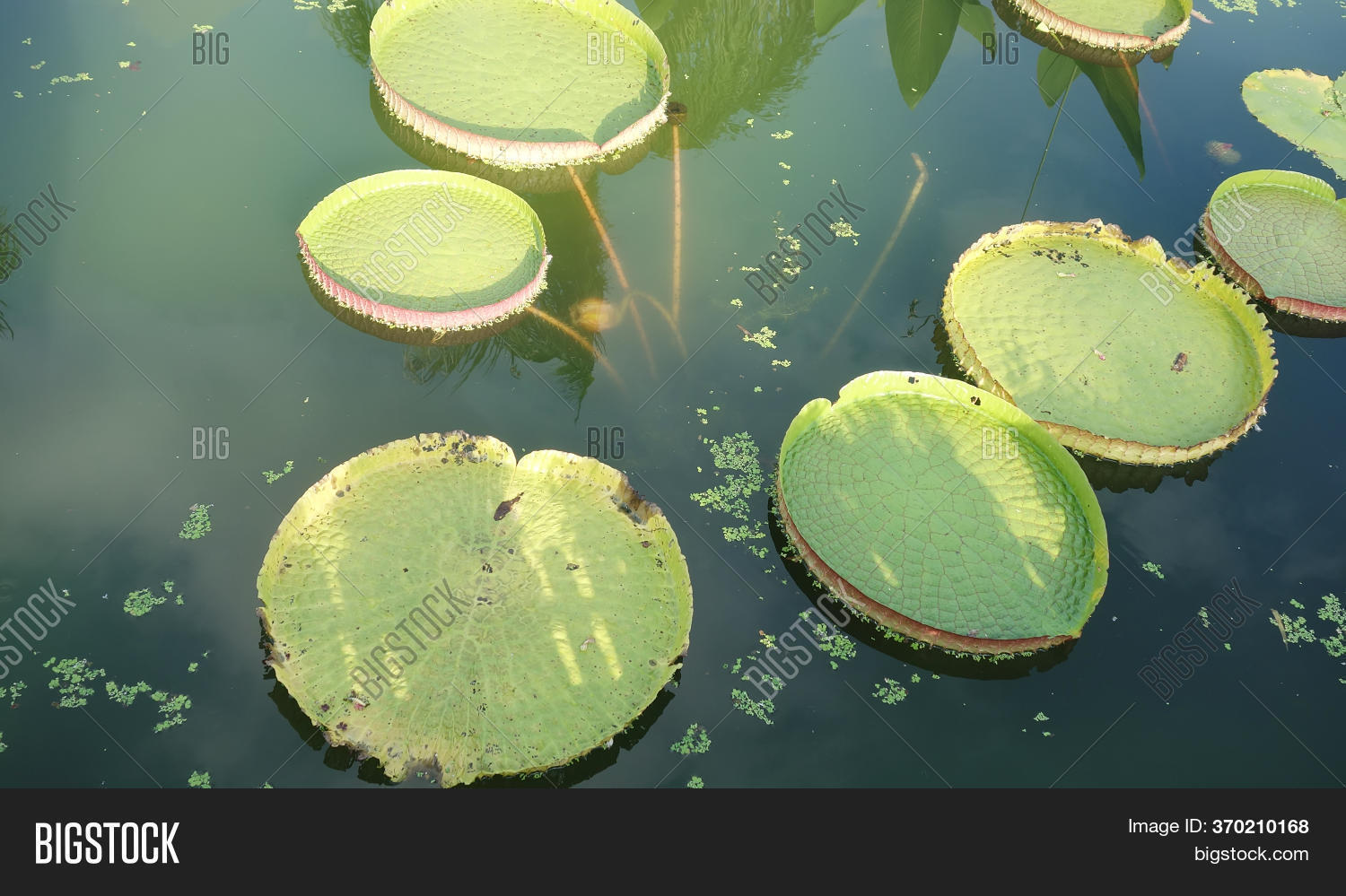 Huge Floating Lotus( Image & Photo (Free Trial) | Bigstock