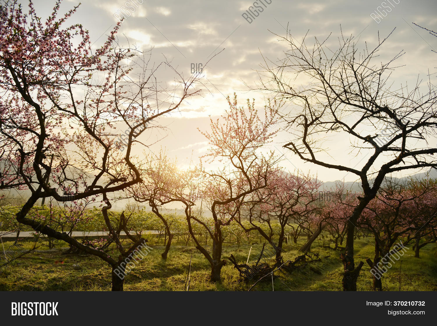 Rural Landscape,Peach Image & Photo (Free Trial) | Bigstock