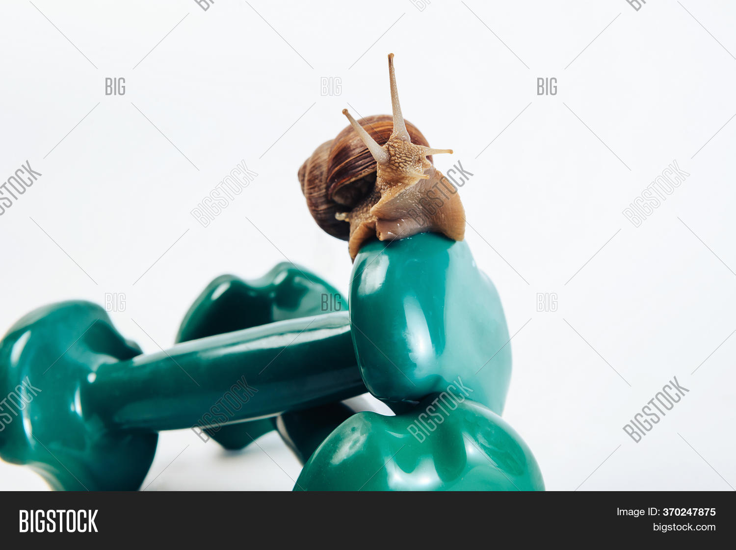 Horned Snail Sits On Image & Photo (Free Trial) | Bigstock