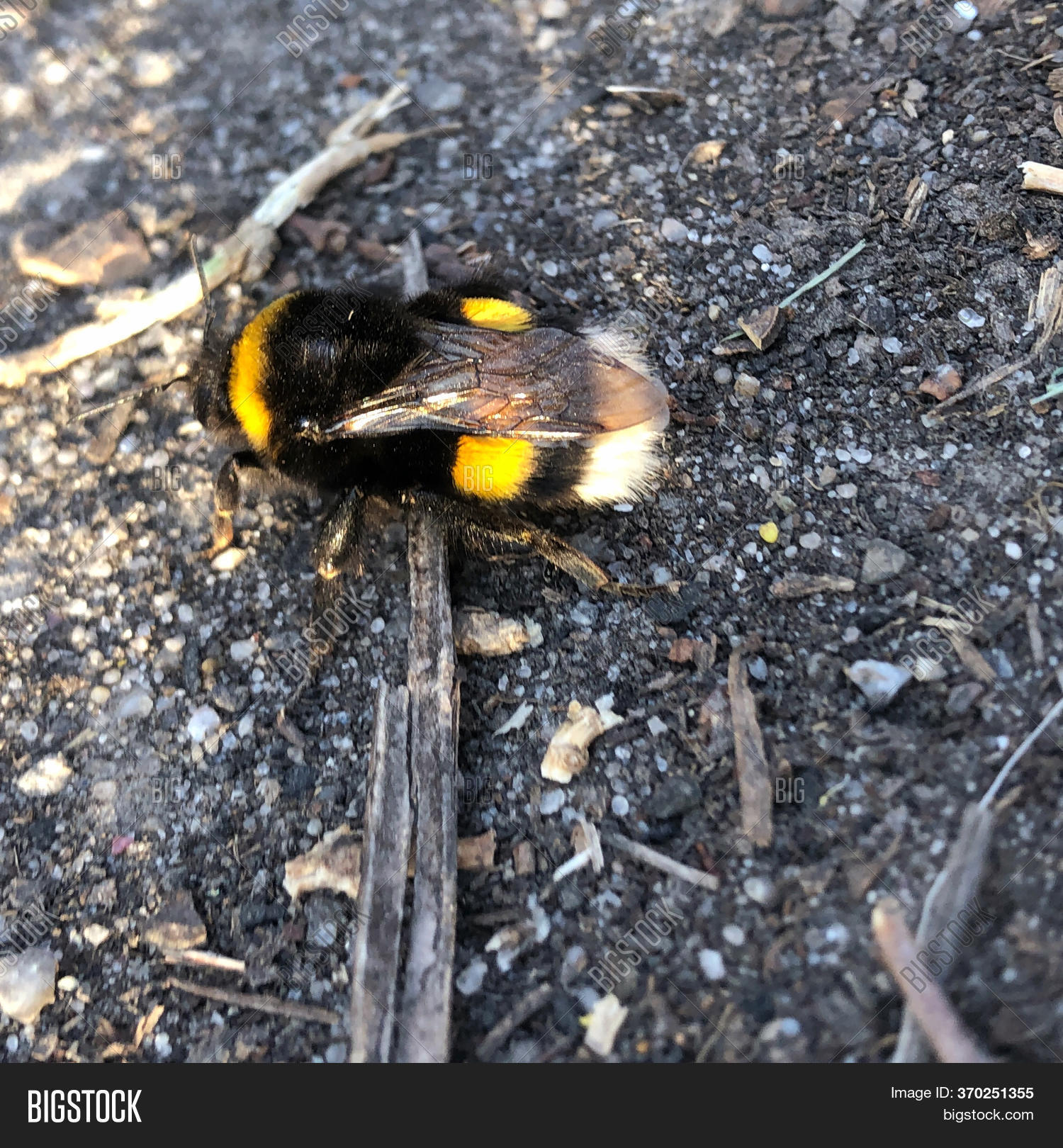 Beautiful Bumblebee On Image & Photo (Free Trial) | Bigstock