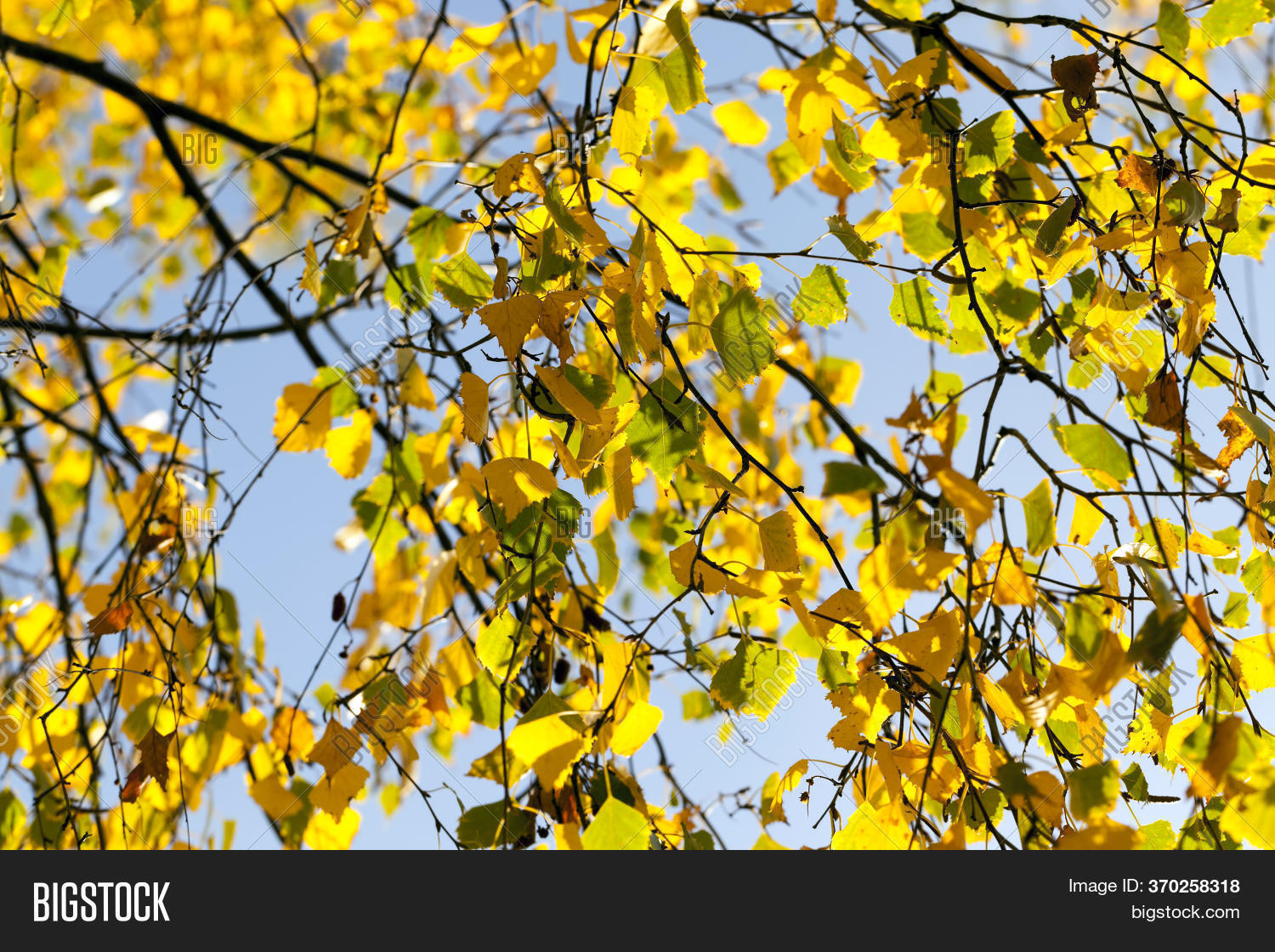 Autumn Yellow Foliage Image & Photo (Free Trial) | Bigstock