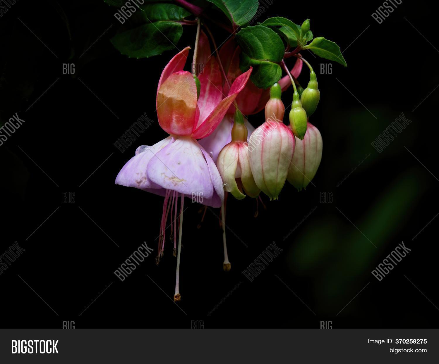 Purple Fuchsia Bloom Image & Photo (Free Trial) | Bigstock