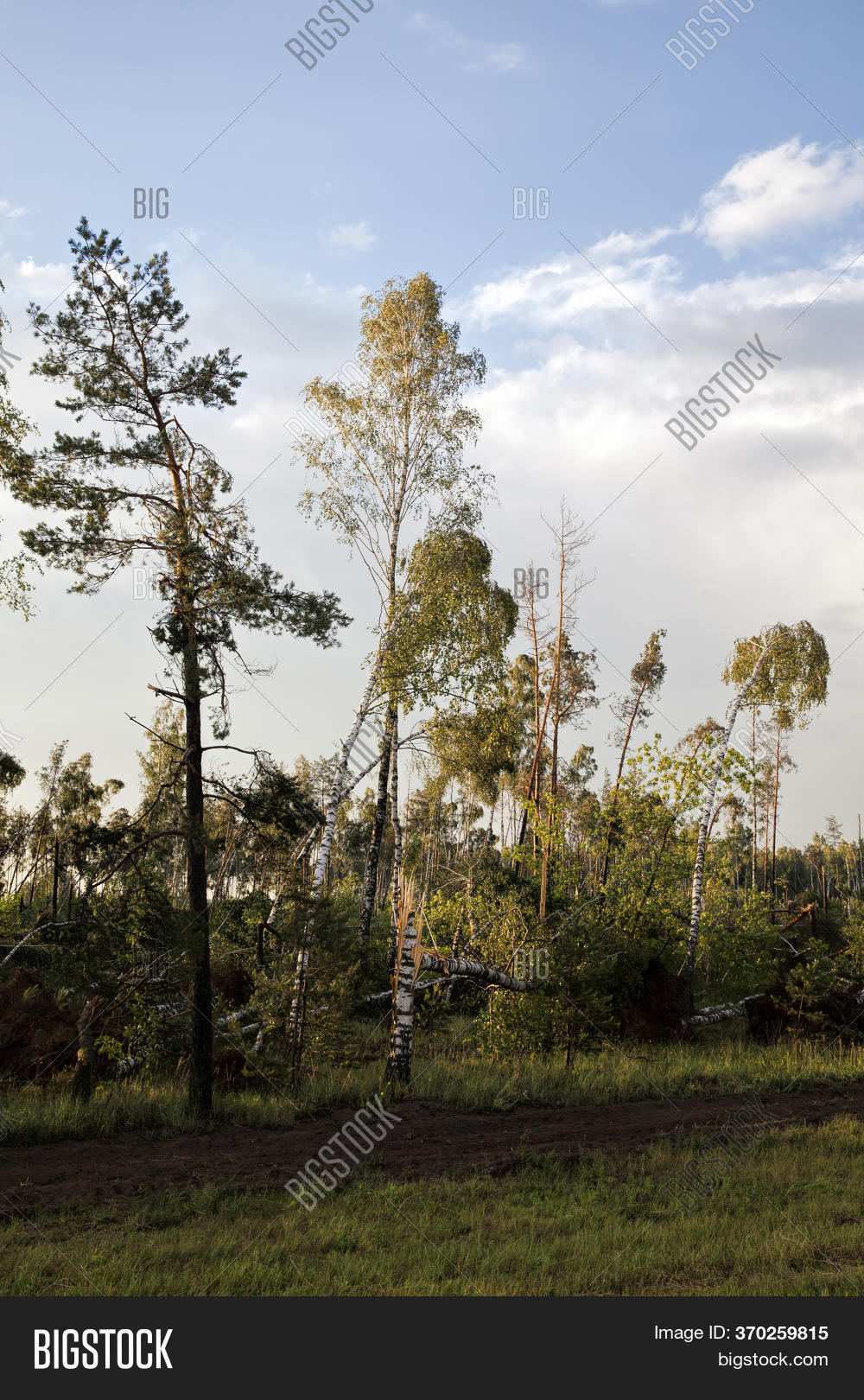 Real Nature Trees Image & Photo (Free Trial) | Bigstock
