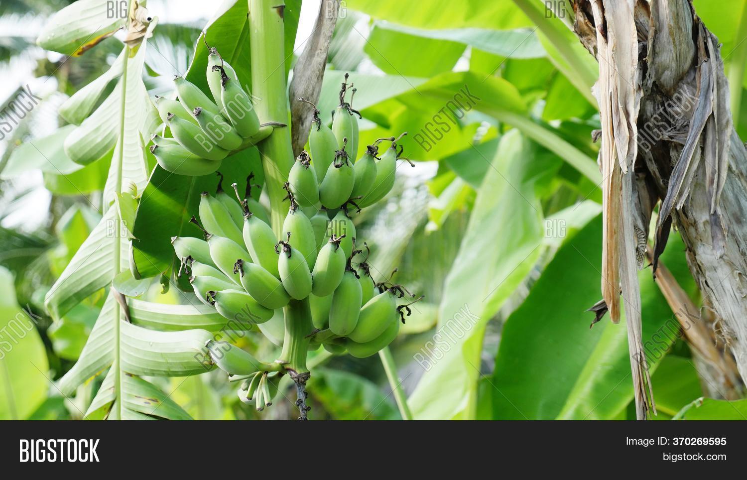 Raw Banana On Banana Image & Photo (Free Trial) | Bigstock