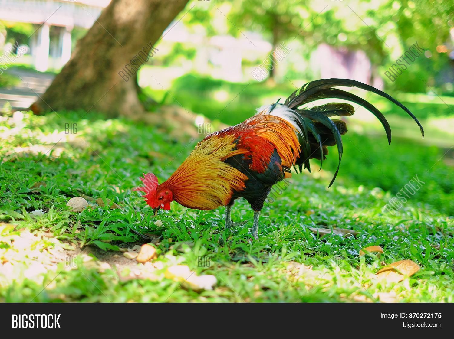 Colorful Cockerel Image & Photo (Free Trial) | Bigstock