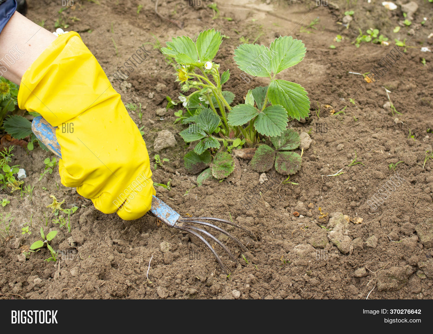 Hand Woman Weeding Image & Photo (Free Trial) | Bigstock