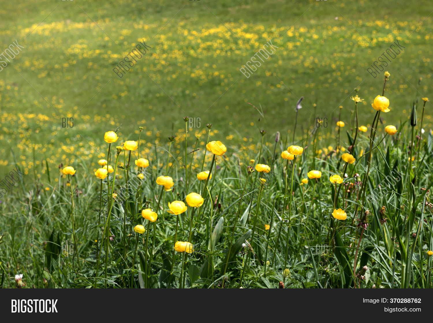 Yellow Flower Field Image & Photo (Free Trial) | Bigstock