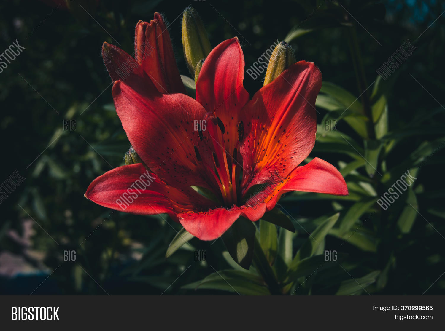 Blooming Red Flower Image & Photo (Free Trial) | Bigstock