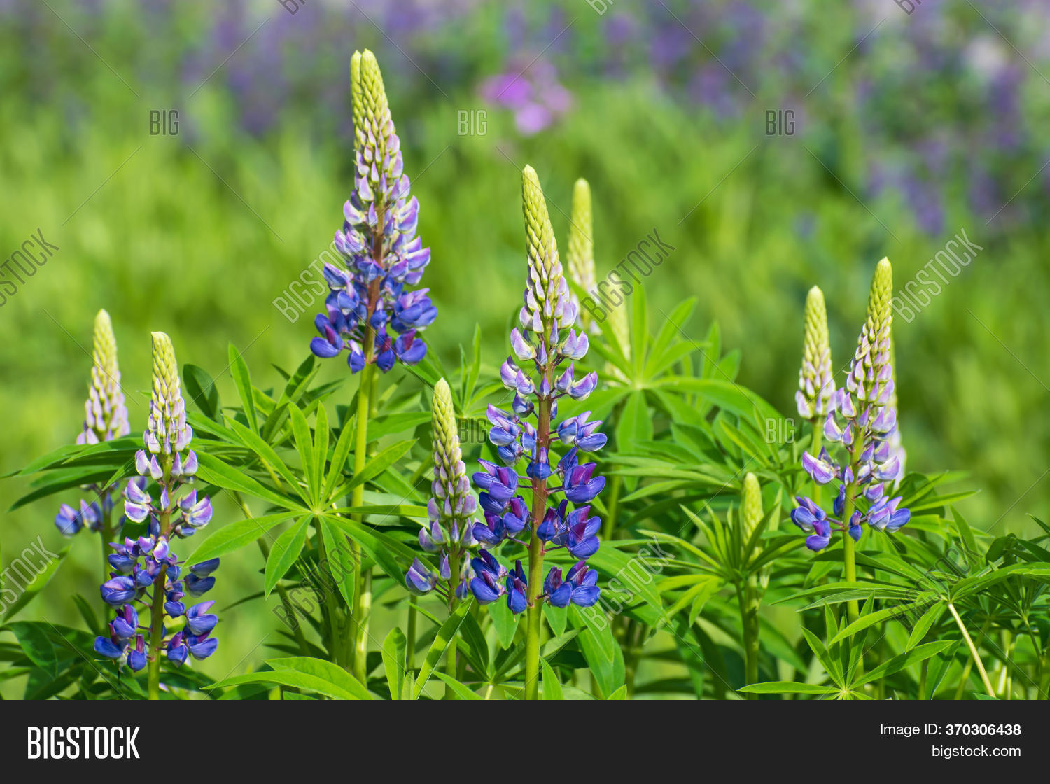 Glade Blue Lupine Image & Photo (Free Trial) | Bigstock