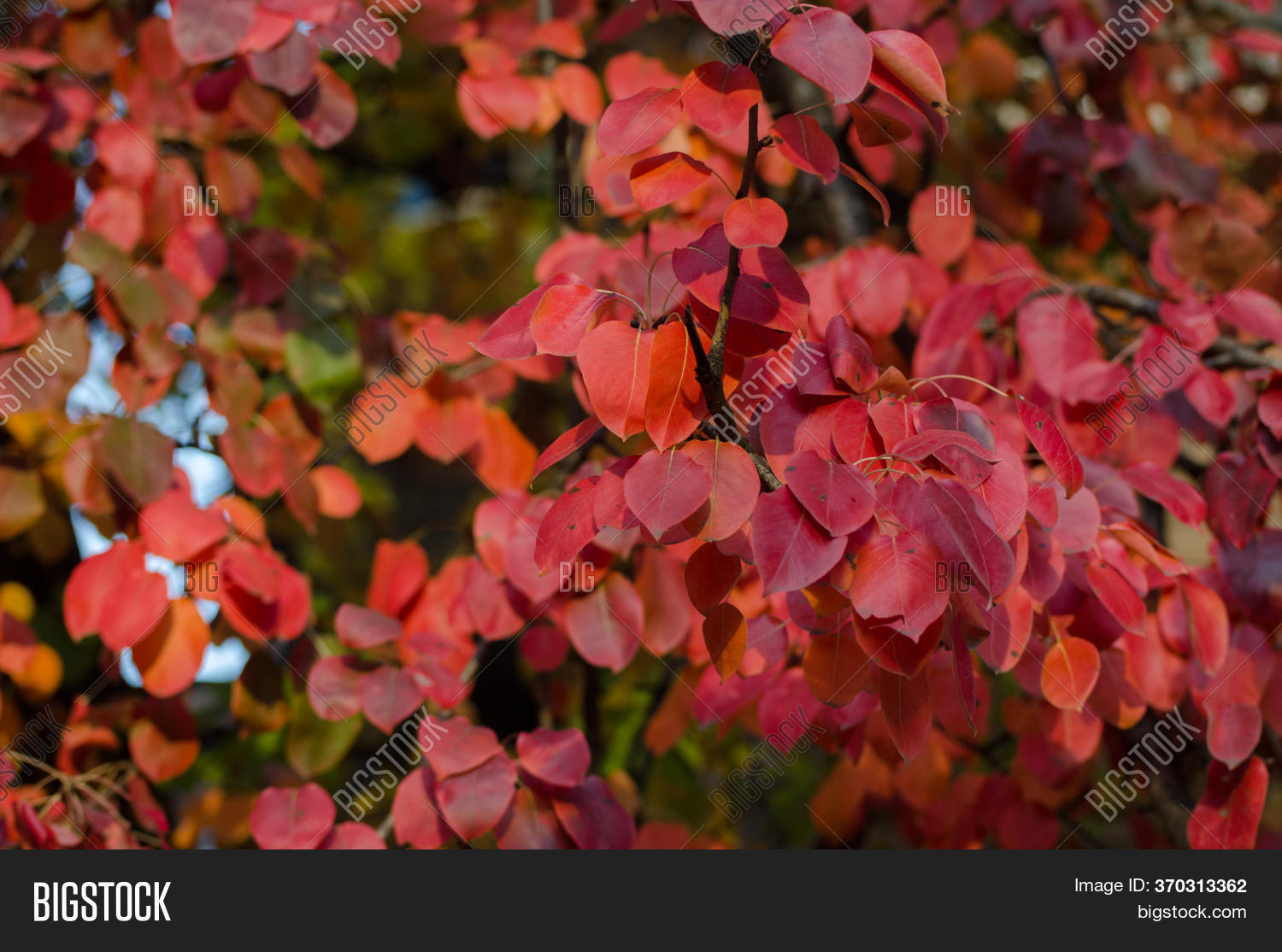 Bright Red Pear Leaves Image & Photo (Free Trial) | Bigstock