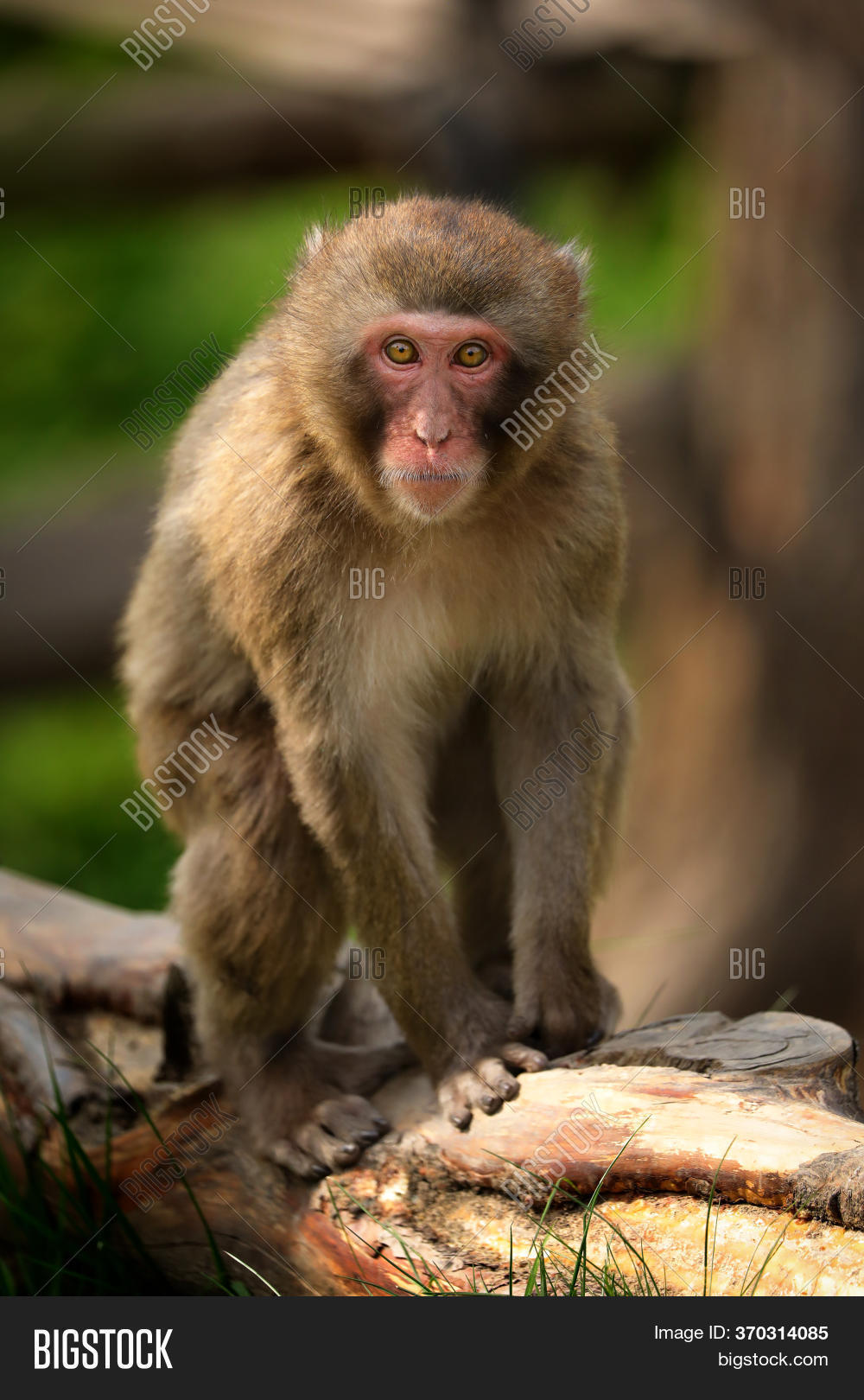 Little Macaque. Image & Photo (Free Trial) | Bigstock