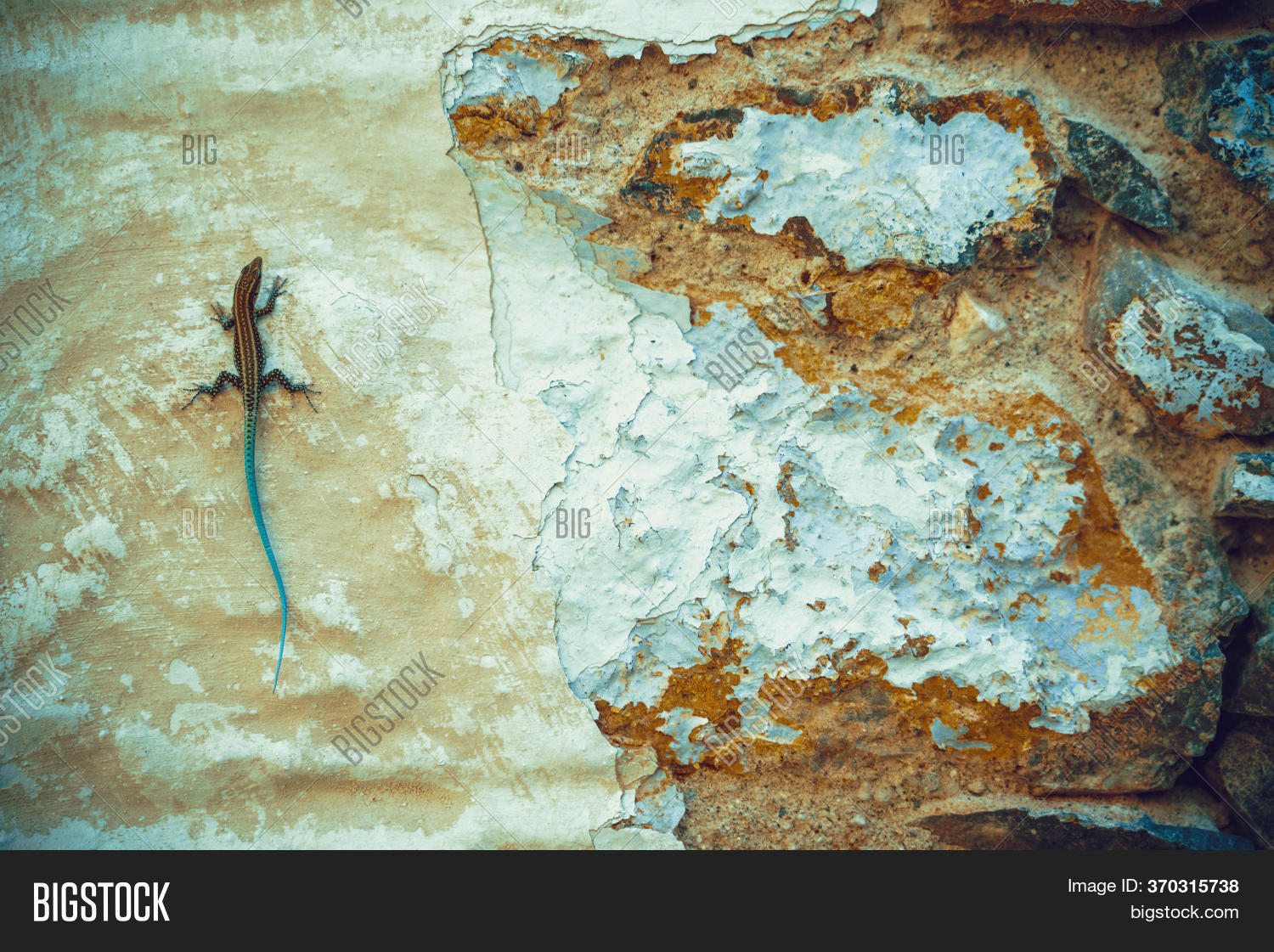 Lizard On Old Wall Image & Photo (Free Trial) | Bigstock