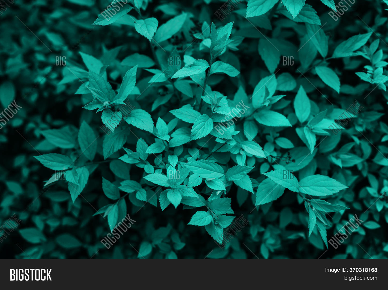 Blue Leaves Background Image & Photo (Free Trial) | Bigstock