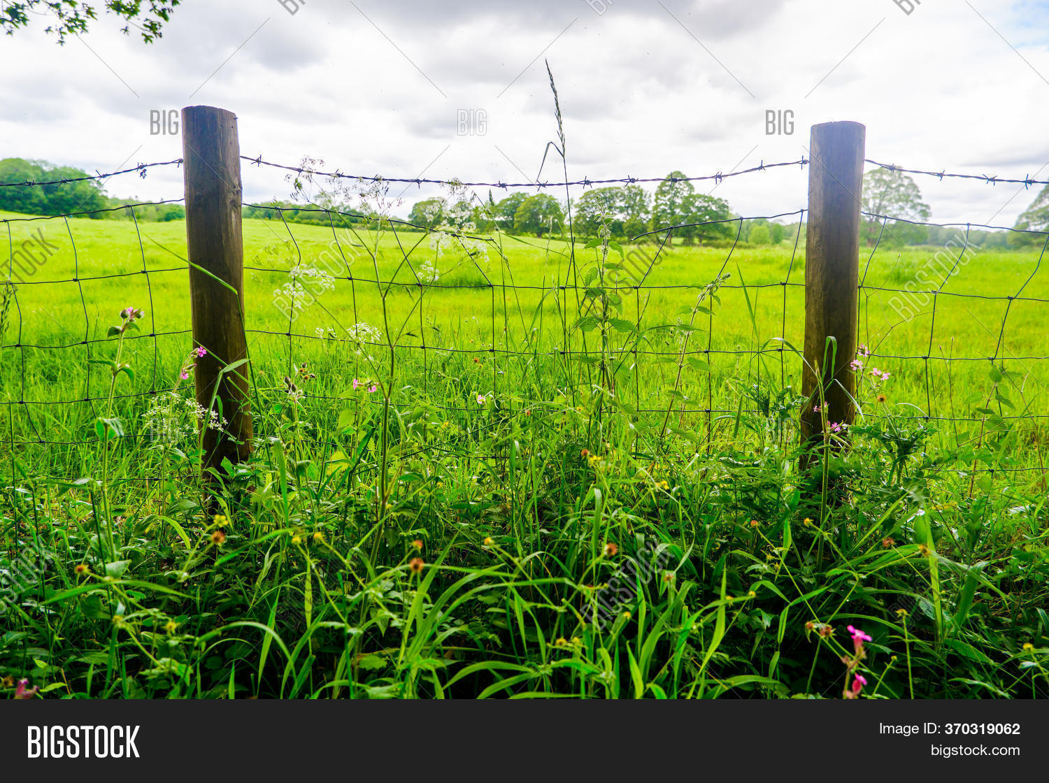 Wire Fence Hedge Image & Photo (Free Trial) | Bigstock