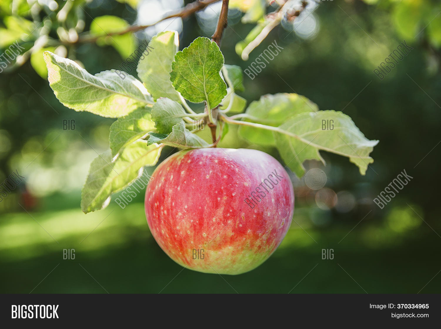 Large Red Apples Close Image & Photo (Free Trial) | Bigstock