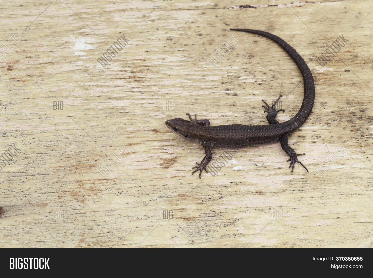 Small Lizard On Wood Image & Photo (Free Trial) | Bigstock
