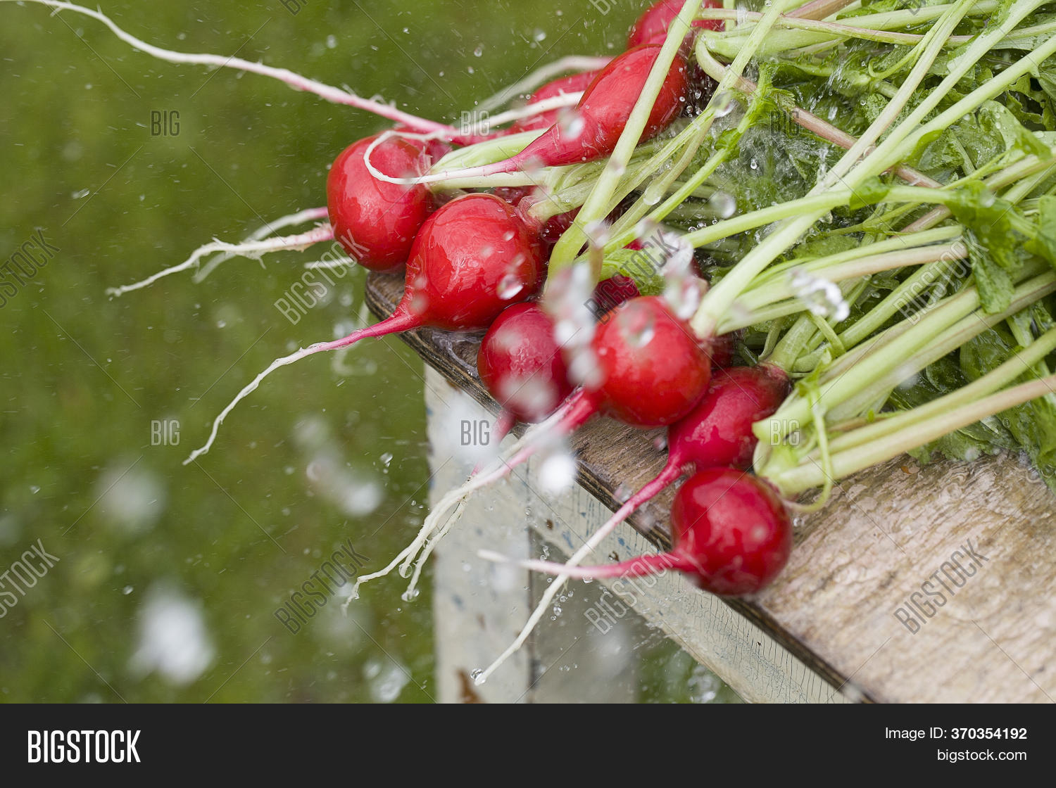 Fresh Radishes On Old Image & Photo (Free Trial) | Bigstock