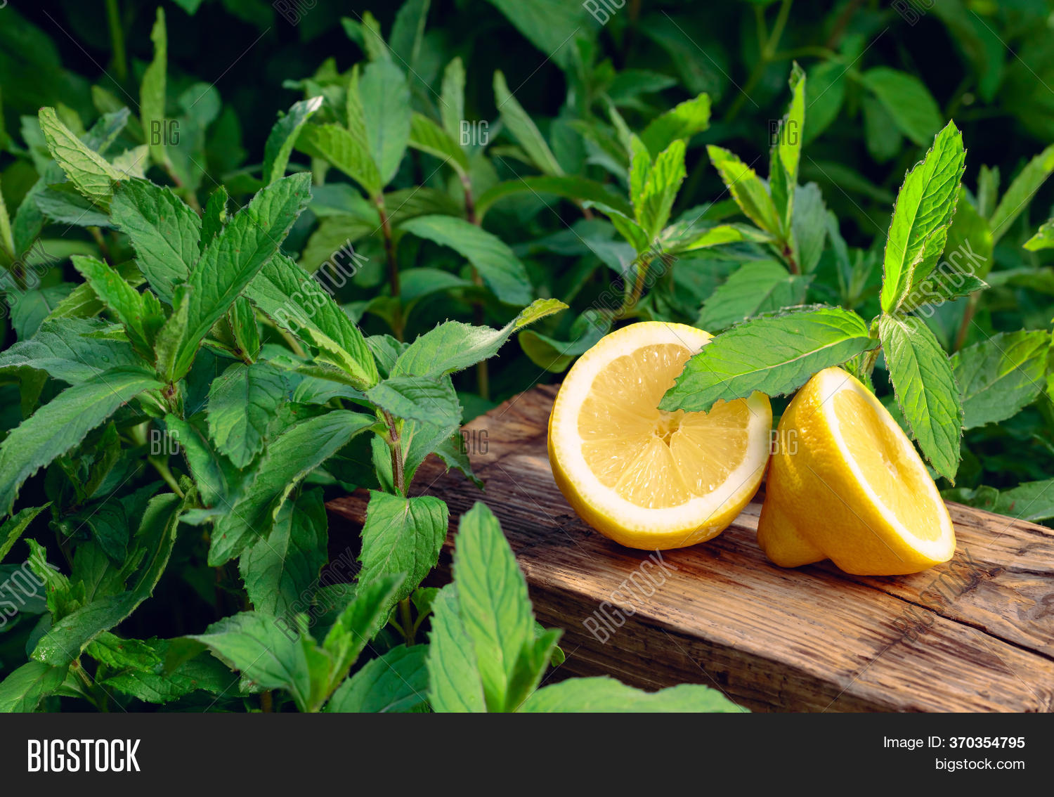 Lemon Growing Mint Image & Photo (Free Trial) | Bigstock
