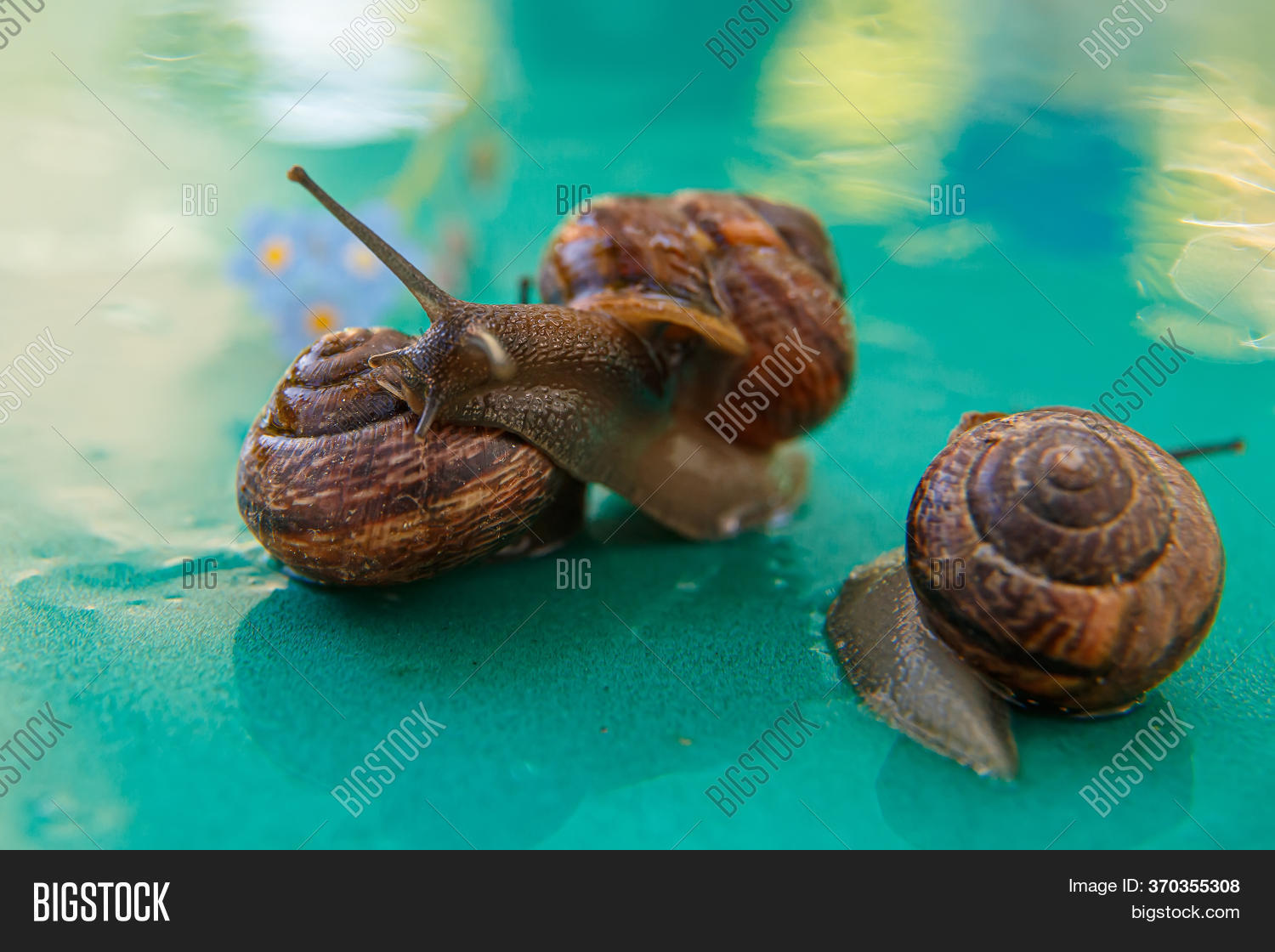 Snails Crawl On Green Image & Photo (Free Trial) | Bigstock