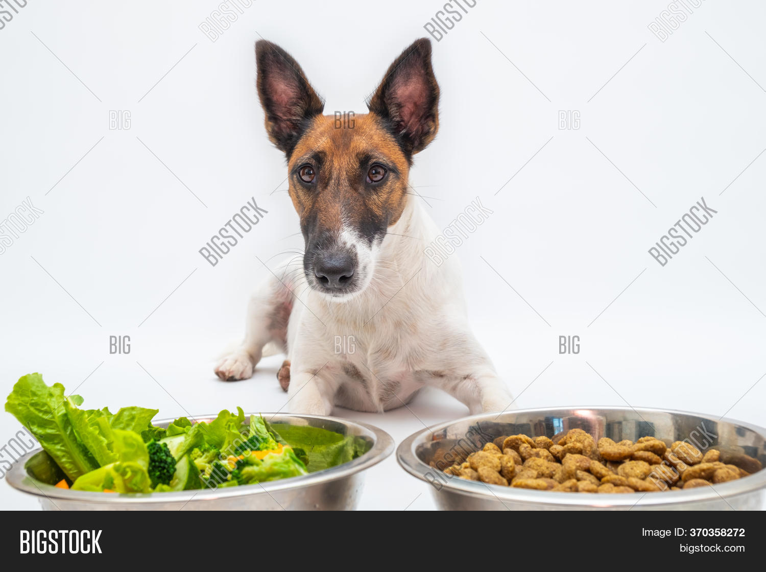 Funny Dog Two Bowls Image & Photo (Free Trial) | Bigstock