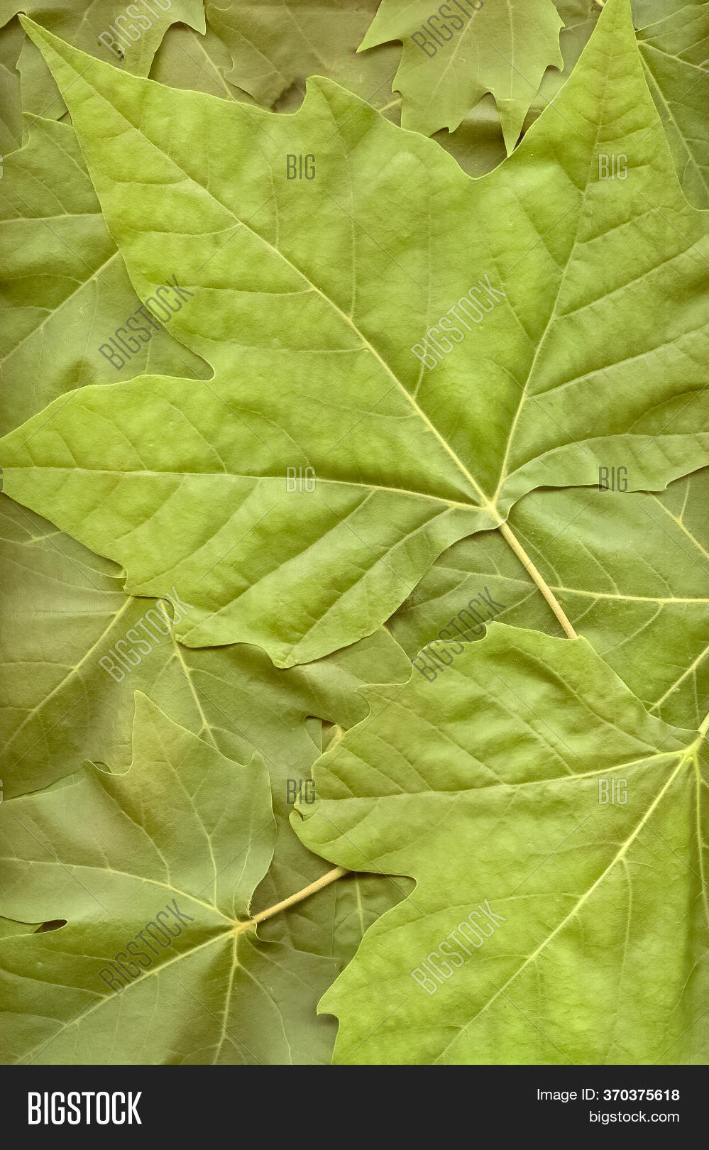 Green Leaves Plane Image & Photo (Free Trial) | Bigstock