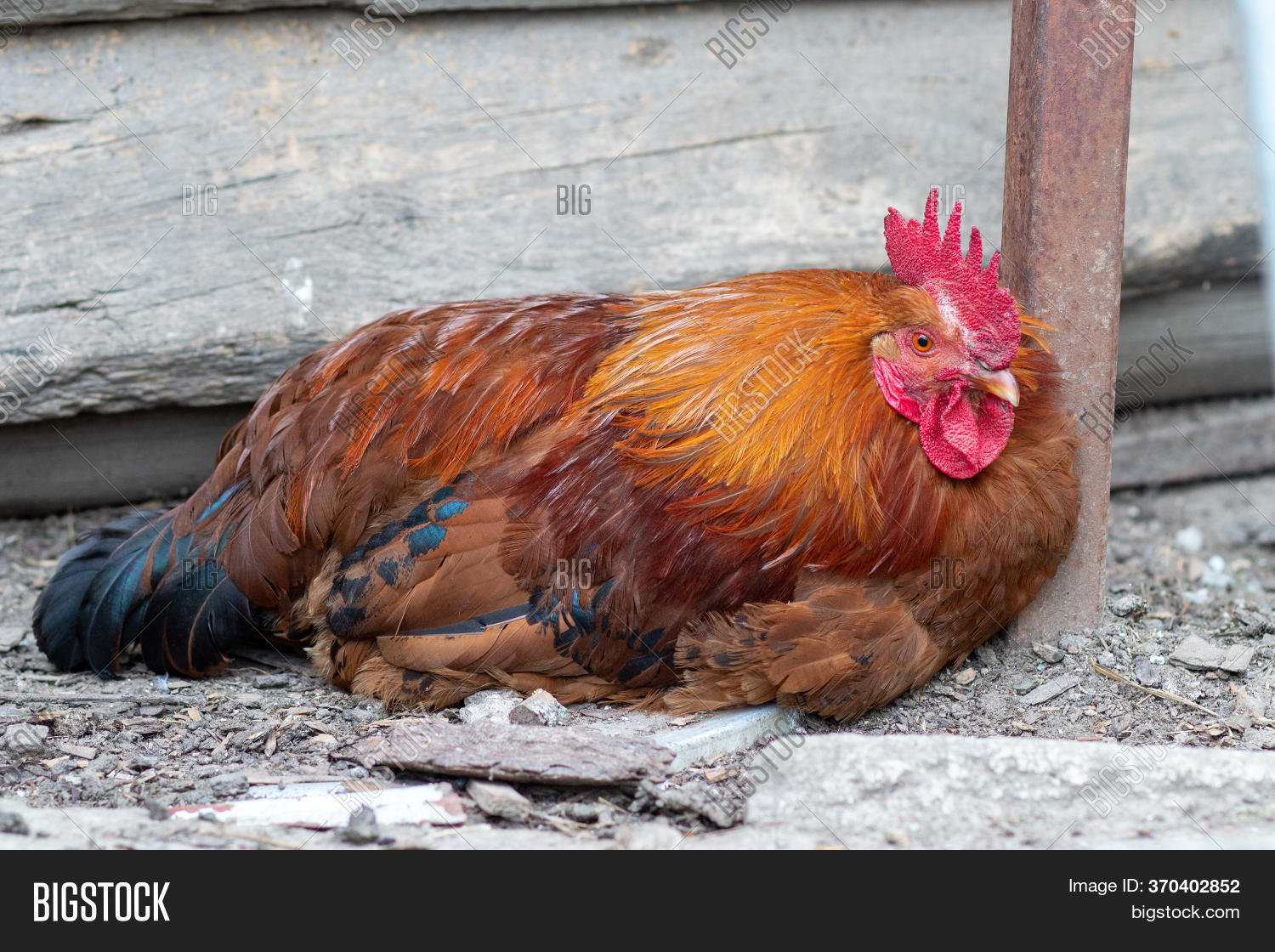 Rooster Resting On Image & Photo (Free Trial) | Bigstock