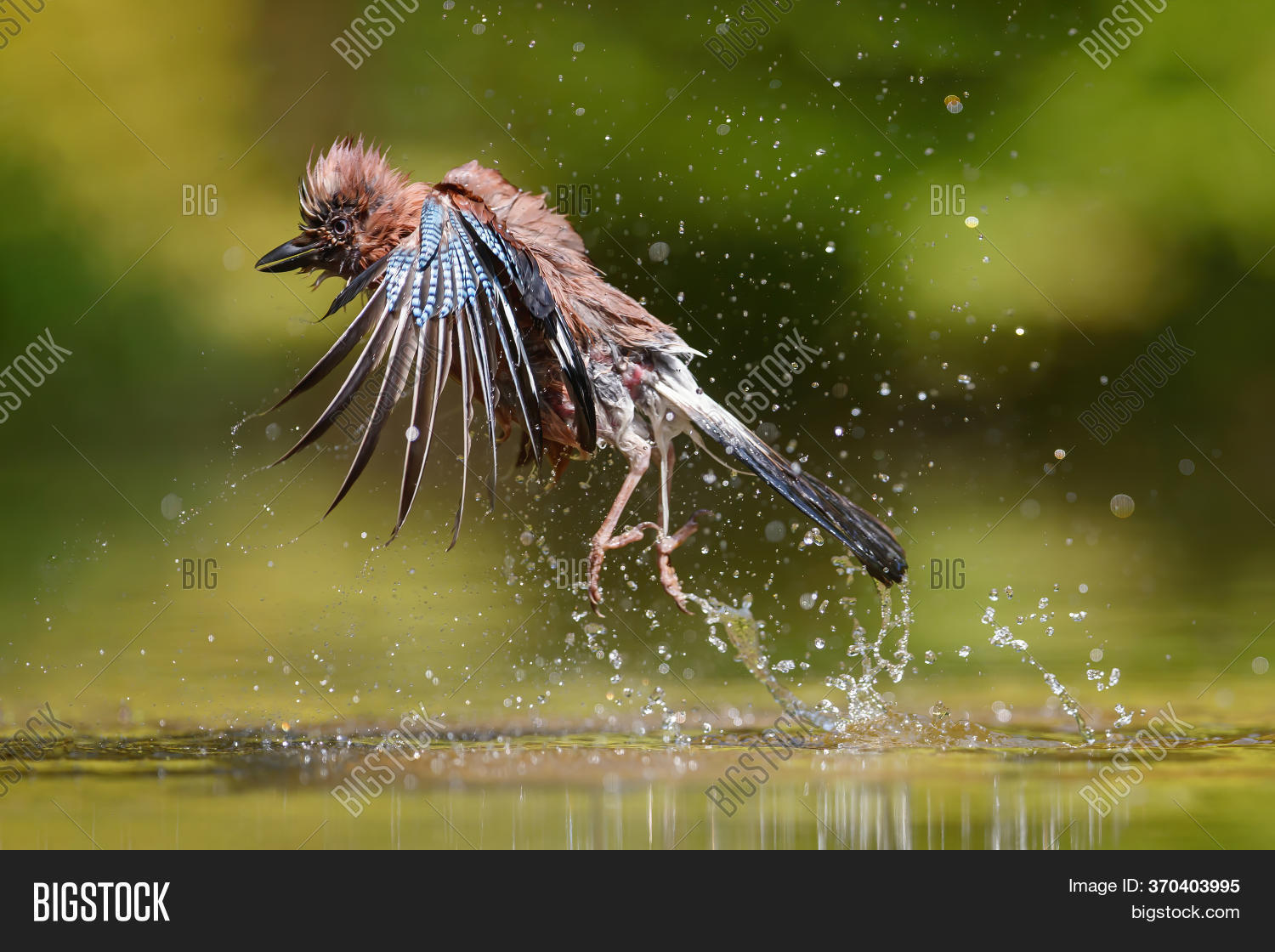 Eurasian Jay Flying Image & Photo (Free Trial) | Bigstock