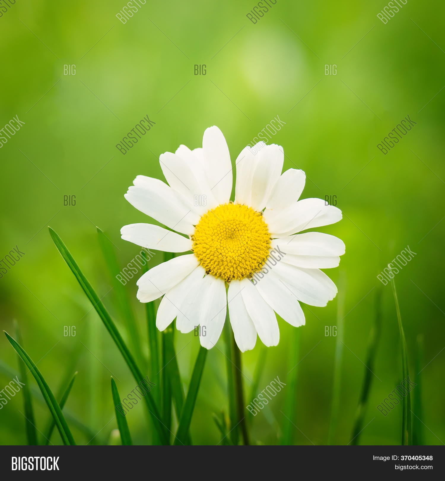 Nature Wallpaper Square