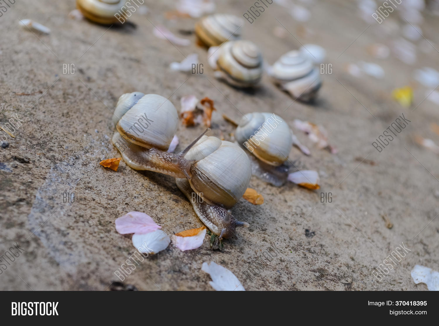 Seven Little Snails Image & Photo (Free Trial) | Bigstock
