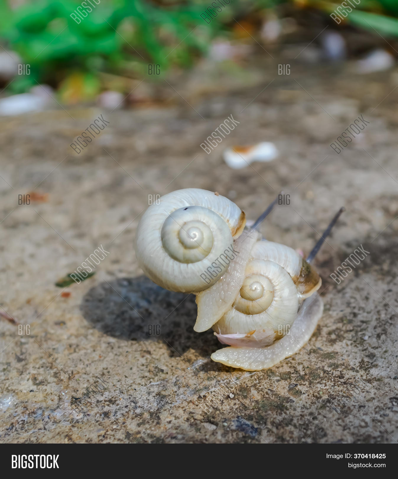 Two Small Snails Image & Photo (Free Trial) | Bigstock