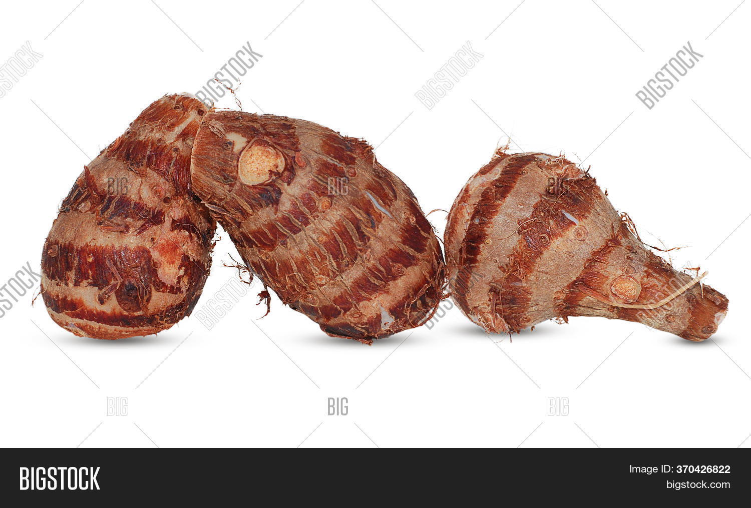Fresh Sprouting Taro Image & Photo (Free Trial) | Bigstock
