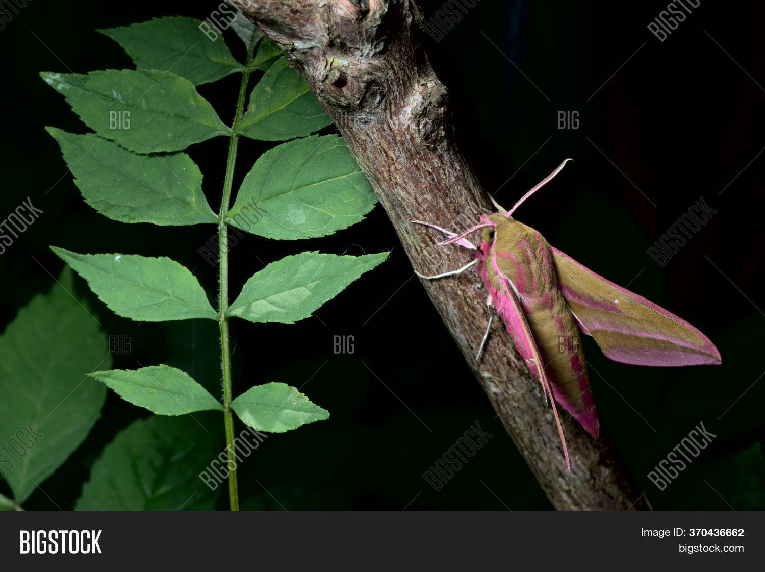 Large Elephant Hawk- Image & Photo (Free Trial) | Bigstock