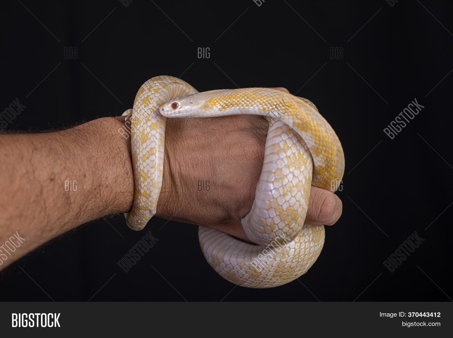 Beautiful Hybrid Snake Image & Photo (Free Trial) | Bigstock