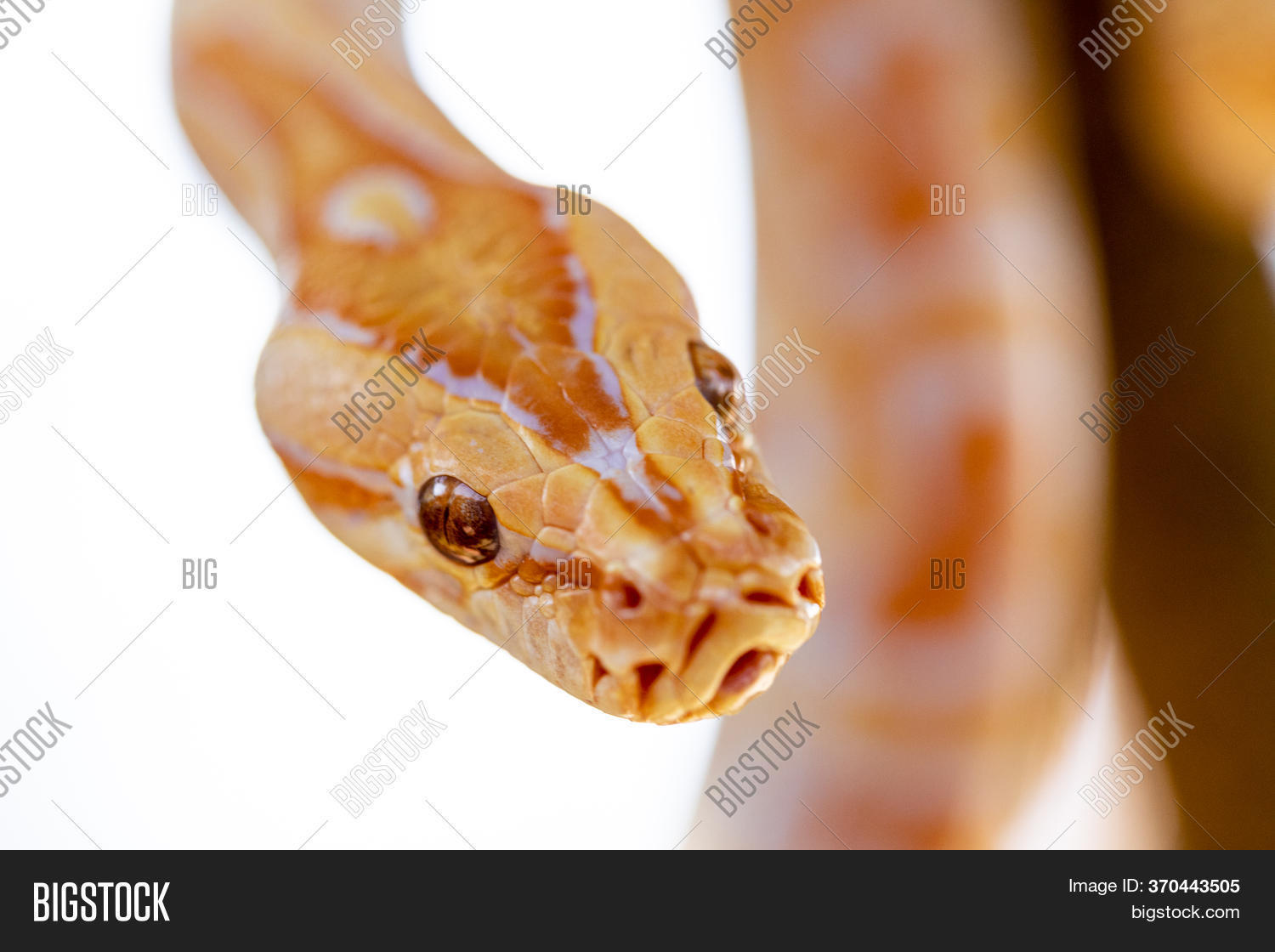 Beautiful Python Image & Photo (Free Trial) | Bigstock
