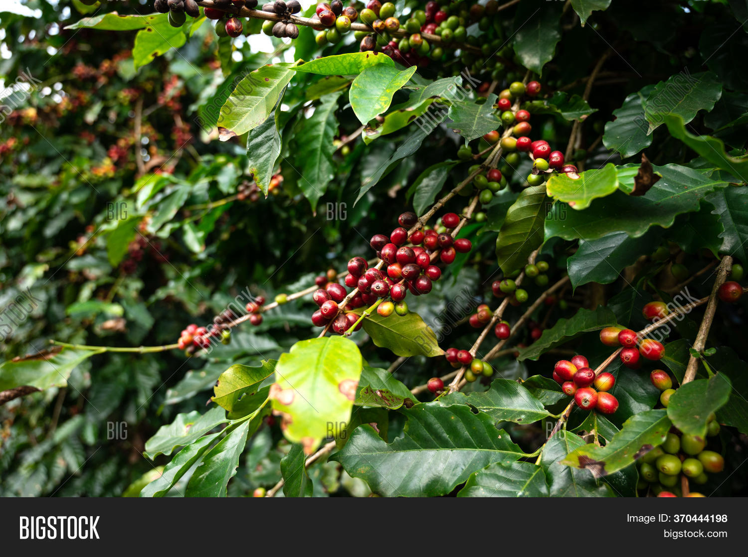Coffee Tree Fresh Image & Photo (Free Trial) | Bigstock
