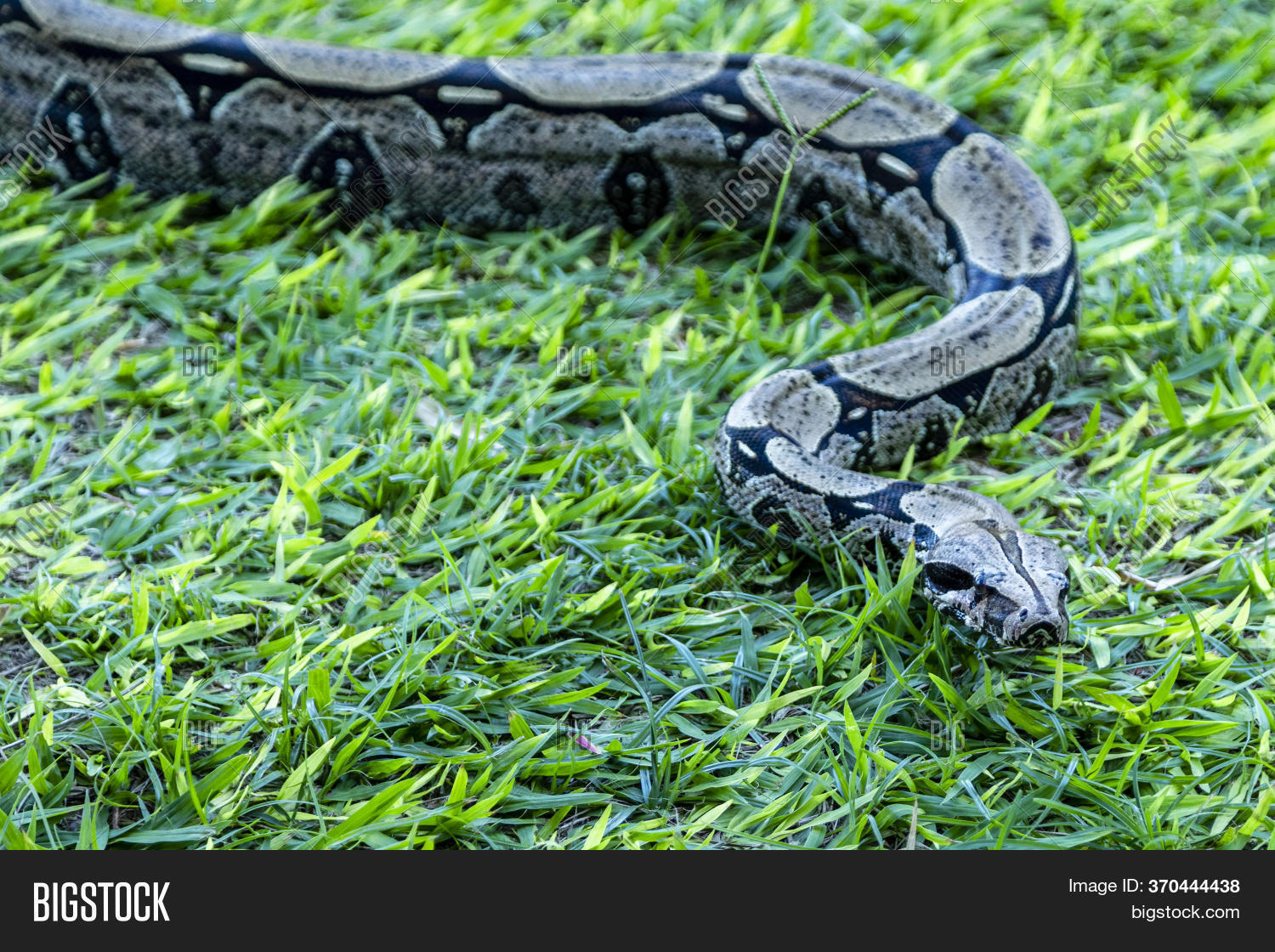 Boa (boa Constrictor) Image & Photo (Free Trial) | Bigstock