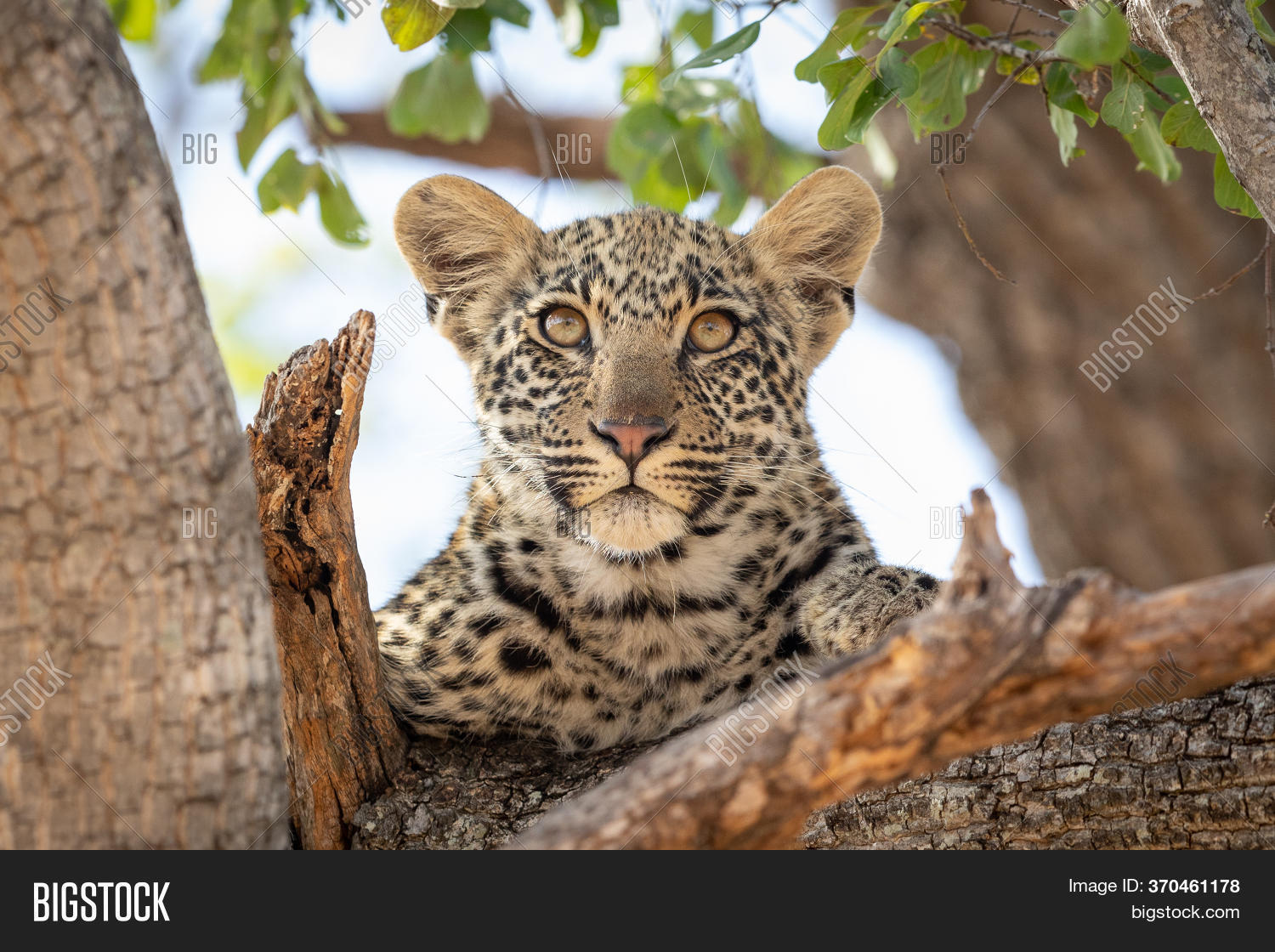 One Baby Leopard Big Image & Photo (Free Trial) | Bigstock