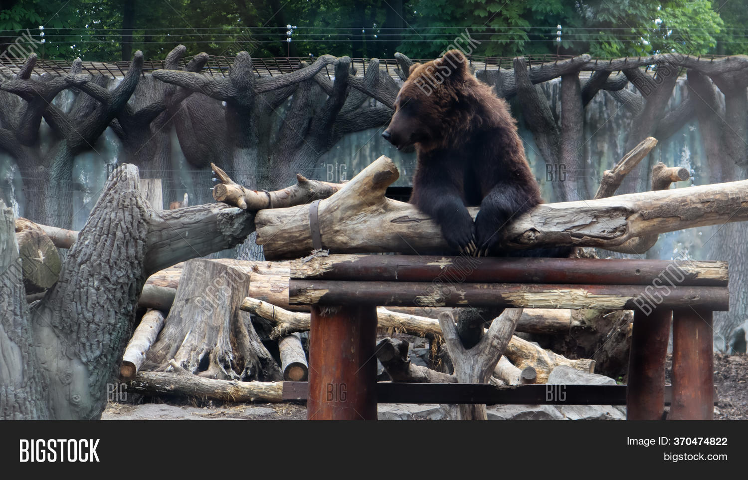 Large Pensive Brown Image & Photo (Free Trial) | Bigstock