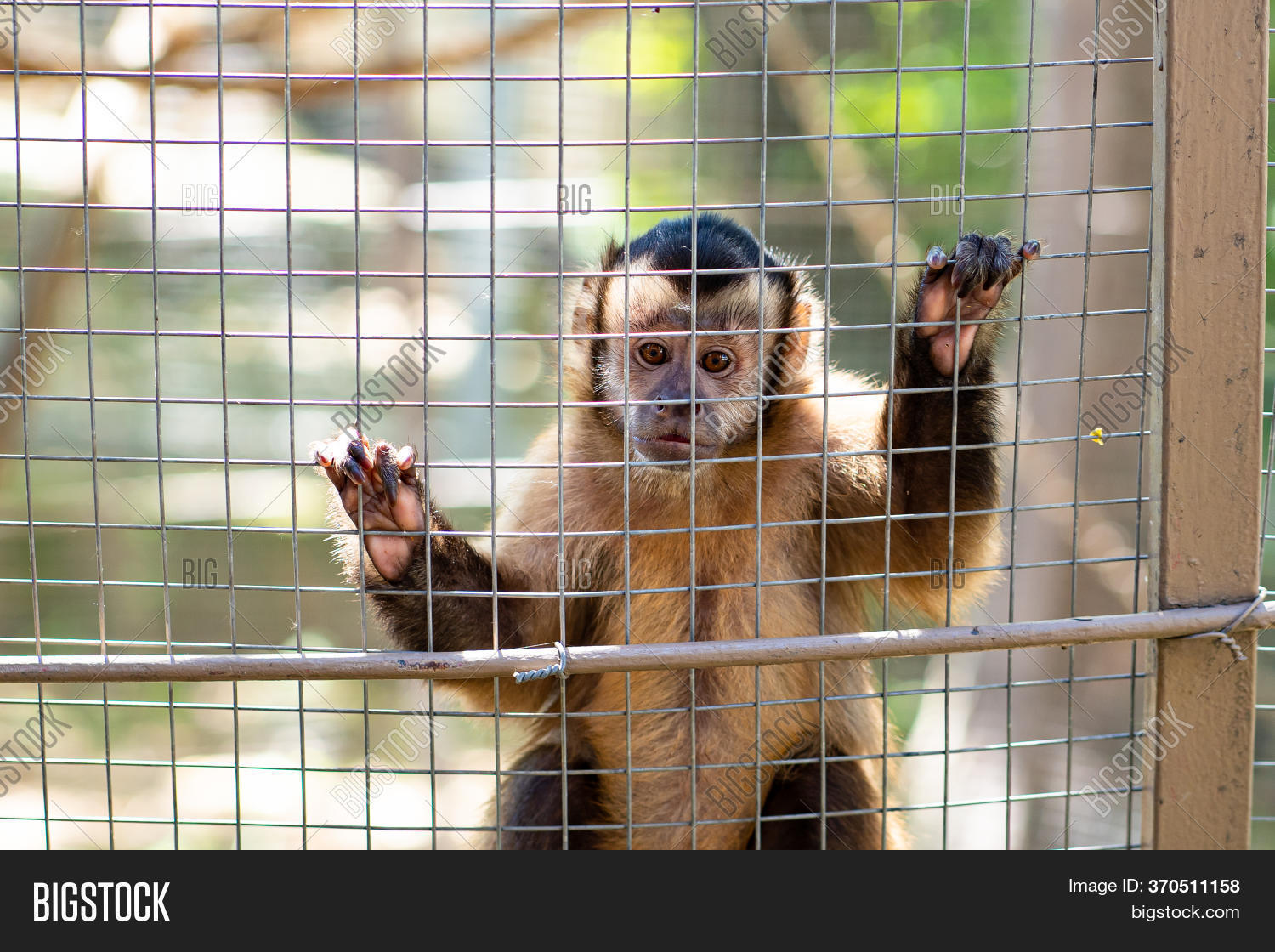 Capuchin Monkey Cage Image & Photo (Free Trial) | Bigstock