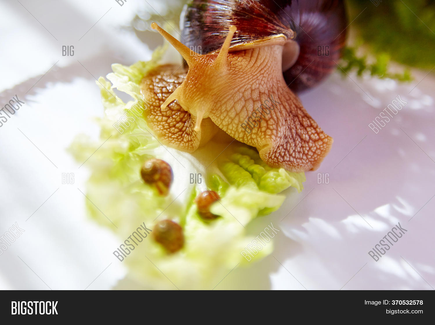 Mom Snail Looks Three Image & Photo (Free Trial) | Bigstock