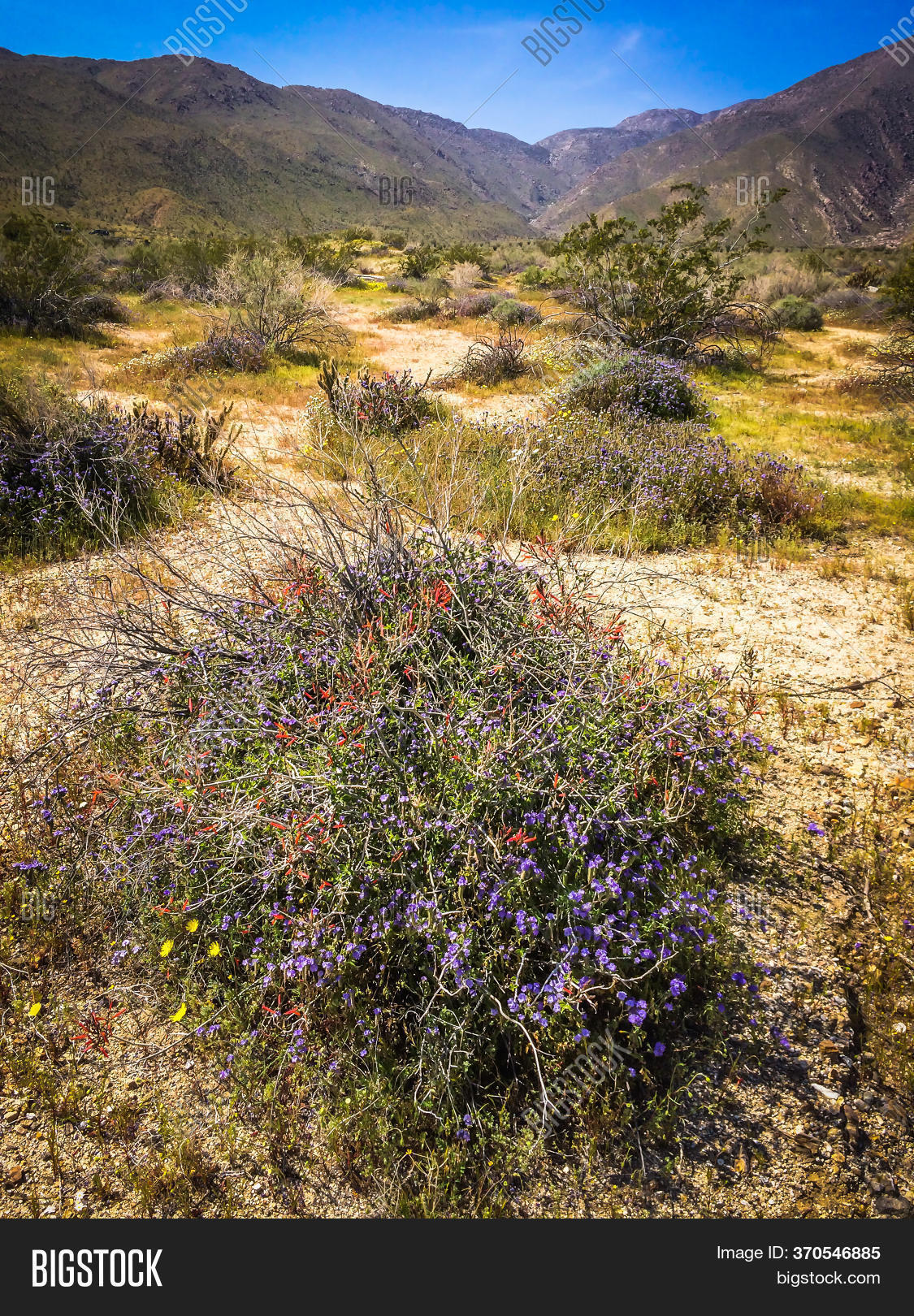 Wild Flowers Bloom Image & Photo (Free Trial) | Bigstock