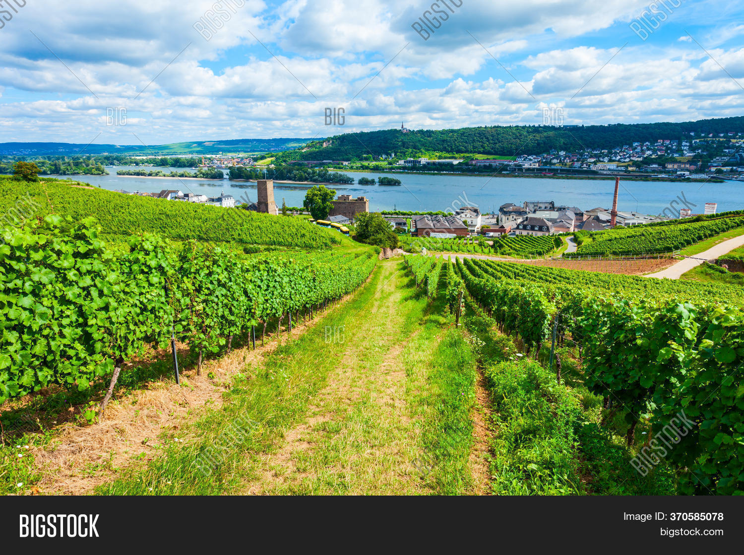 Vineyards, Rudesheim Image & Photo (Free Trial) | Bigstock