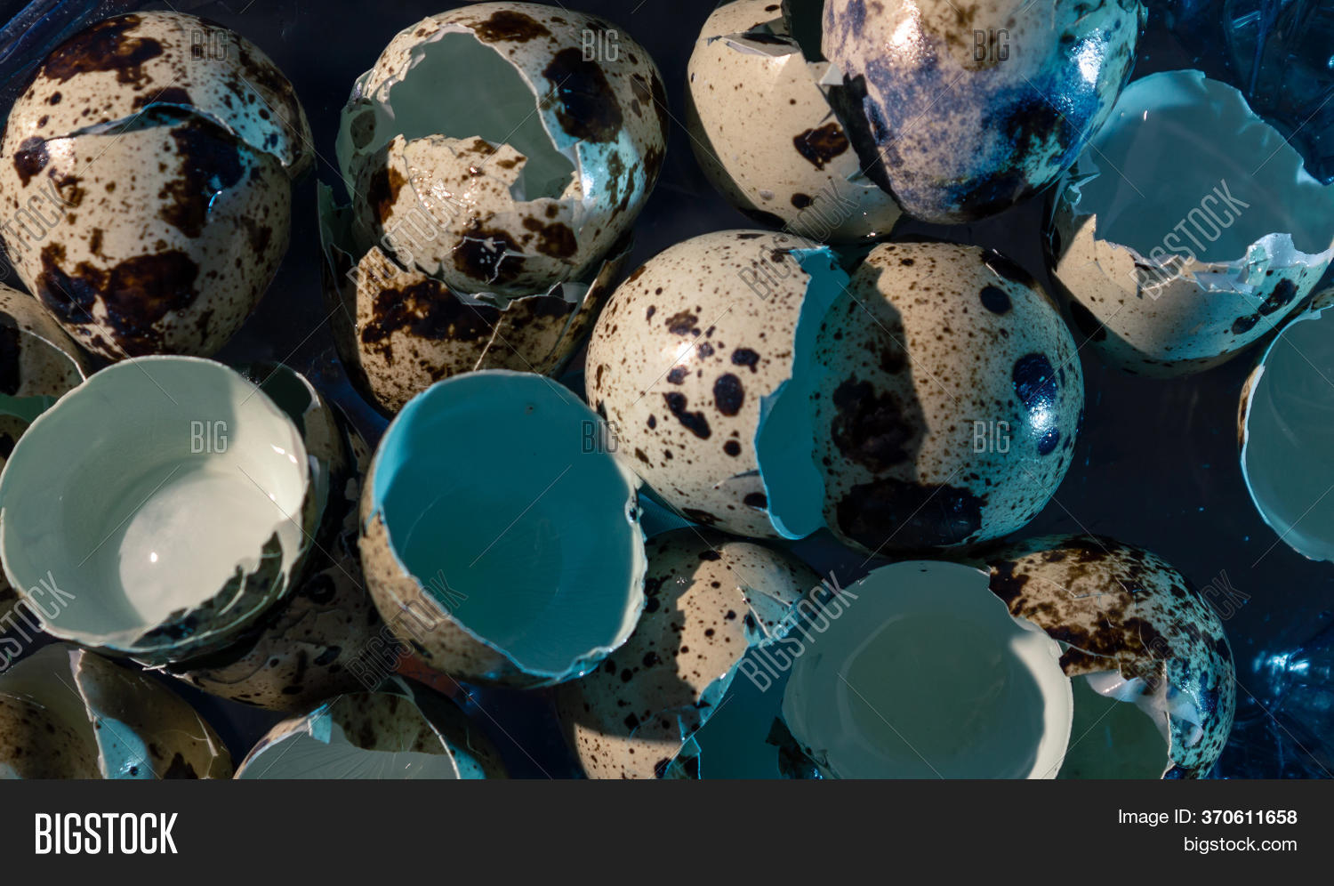 Eggshells Quail Eggs. Image & Photo (Free Trial) | Bigstock
