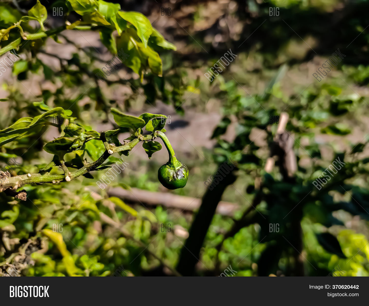 Capsicum Pubescens Image & Photo (Free Trial) | Bigstock