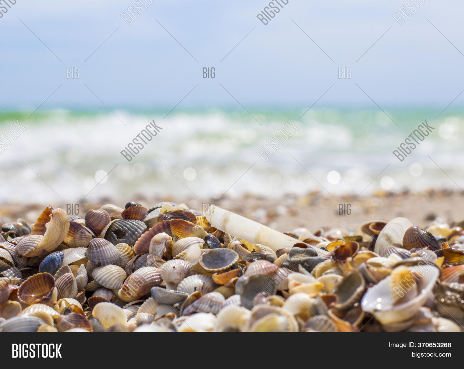 Seashells On Seashore Image & Photo (Free Trial) | Bigstock