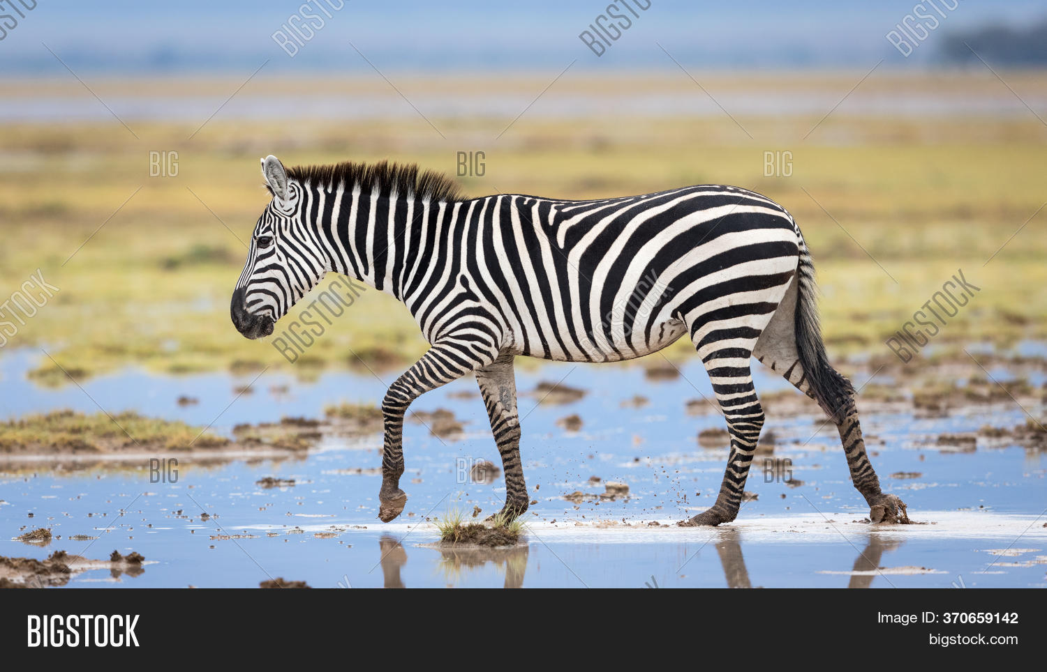 One Adult Zebra Image & Photo (Free Trial) | Bigstock