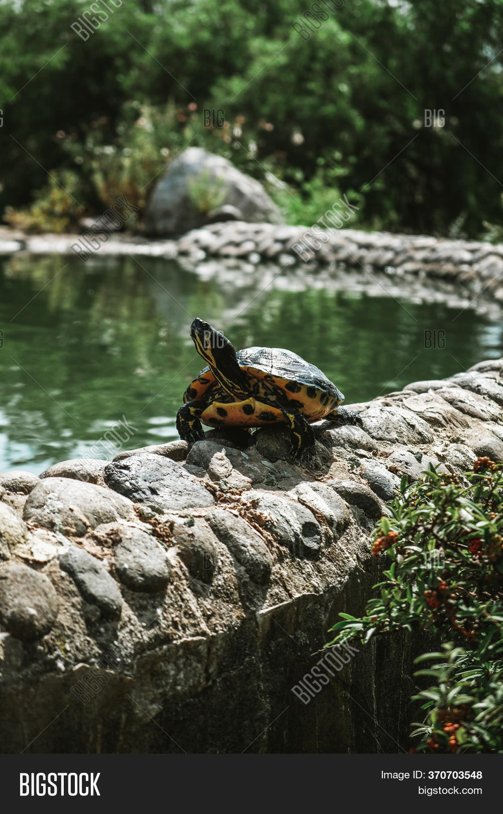 Angry Turtle Looking Image & Photo (Free Trial) | Bigstock