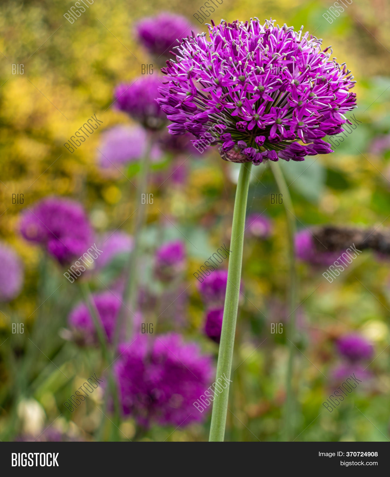 Purple Allium Flower Image & Photo (Free Trial) | Bigstock